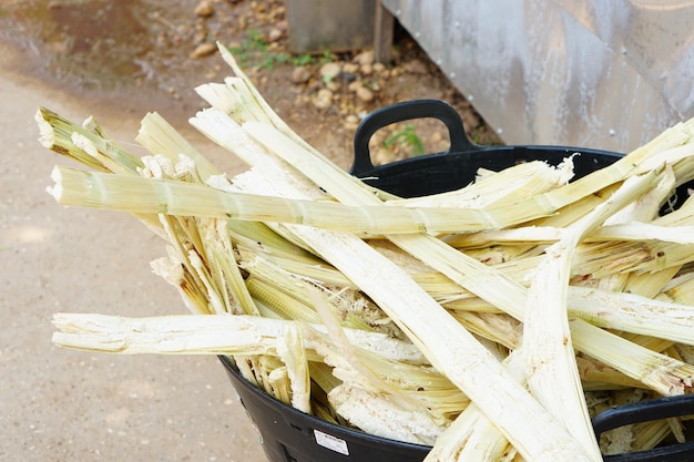 ¿Qué es el bagazo?